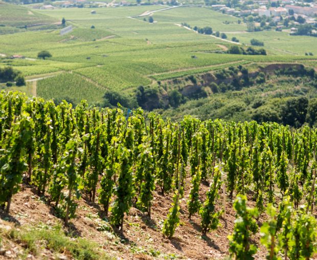 Rhône Valley – vinothentic